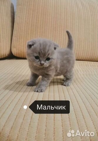 Кошки шотландцы