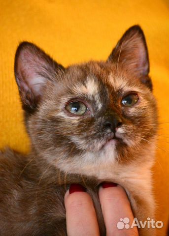 Котенок в ответственные руки