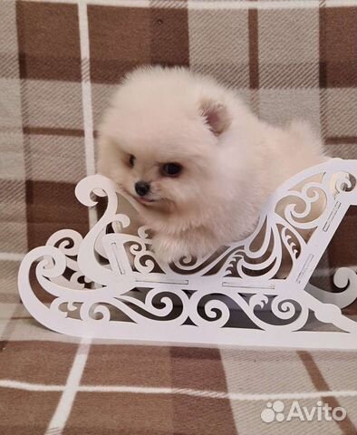 Померанский шпиц медвежьего типа мальчик