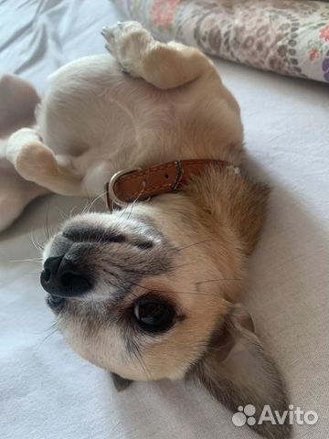 Вязка чихуахуа