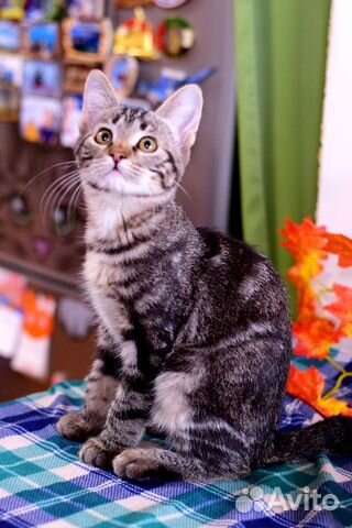 Котенок 4 мес, мальчик, в добрые руки