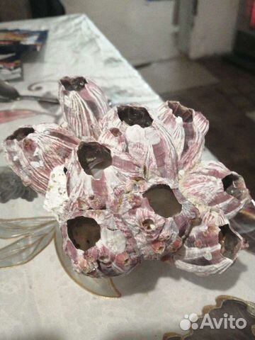 Ракушки для аквариума и интерьера