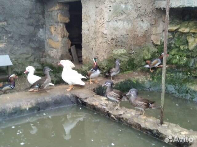 Декоративные утки