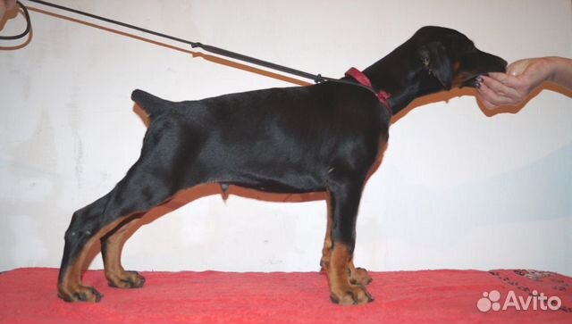 Доберманчики