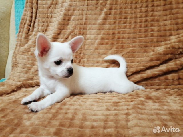 Щенки чихуахуа