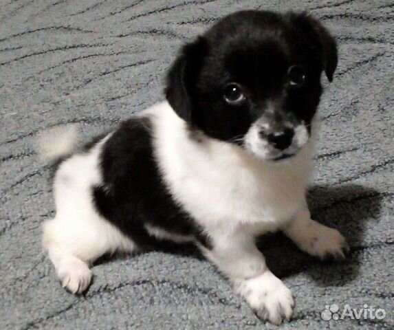 Девочка-помесь