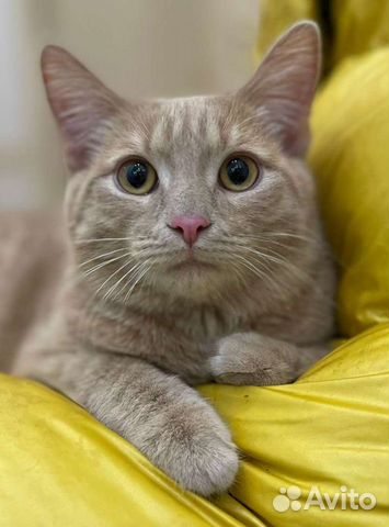 Рыжий котёнок котик