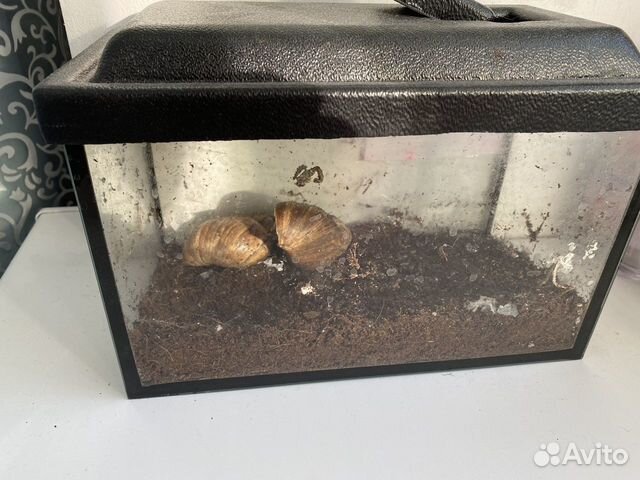 Улитки ахатины