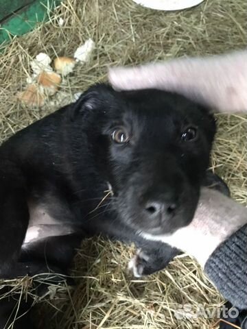 Девочка щенок в добрые руки