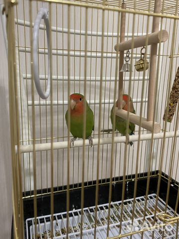 Попугай неразлучники