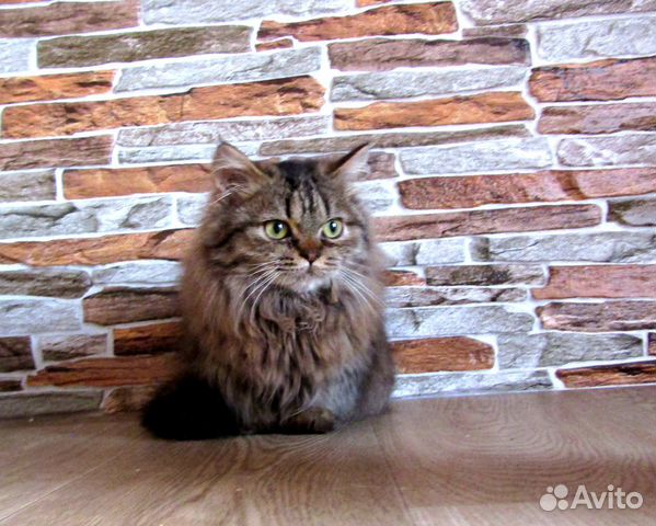 Манчкин котик