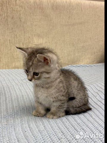 Котёнок манчкин