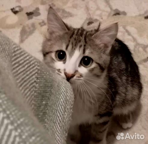 Котёнок Маруся