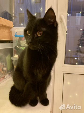Кошка