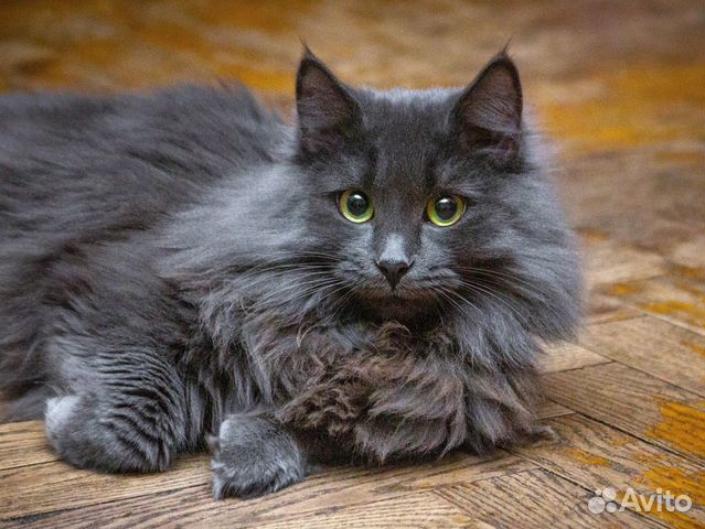 Нежная красавица Гретхен (1 год, пушистая голубая)