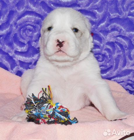 Шикарные детки сао