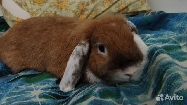 Декоративный кролик с клеткой
