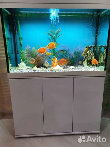 Аквариумные рыбки