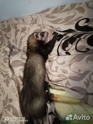 Вязка хорька