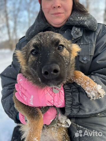Сладкий нос хочет домой