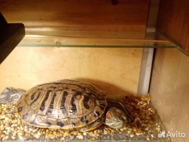 Красноухая черепаха с аквариумом