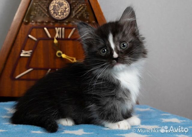 Девочка манчкин