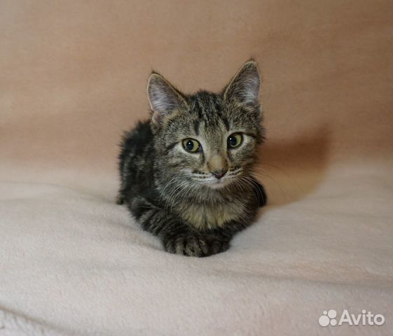 Котёнок в дар Тотошка