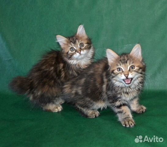 Веселые черепашки