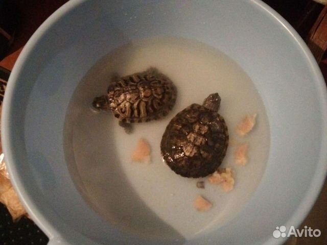 Красноухая черепаха