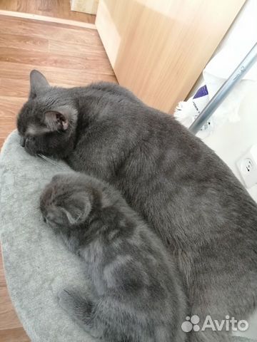 Британская