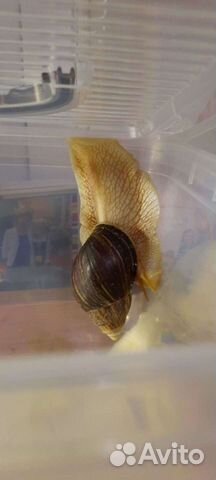 Улитки ахатины бесплатно