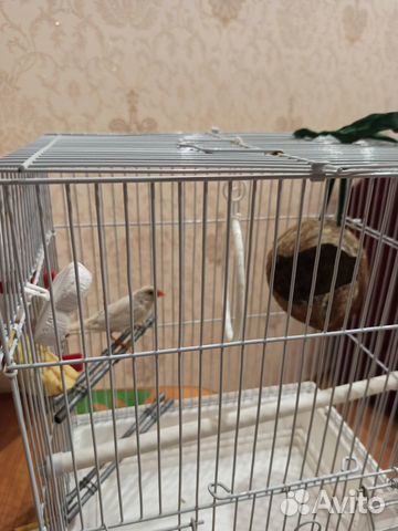 Зебровые Амадины с яйцами, клеткой и тд. Девочка