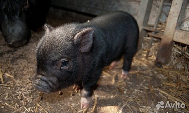 Вьетнамские поросята