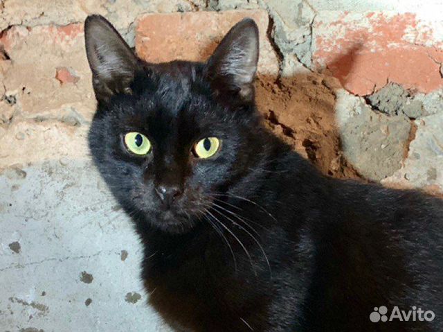 Черный котик Макс 7 мес ищет дом