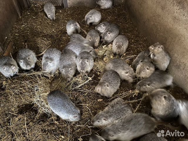 Нутрии серебро