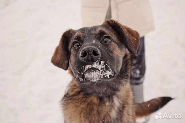 Щенок дружок ищет дом