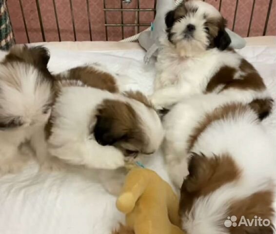 Щенки ши-тцу