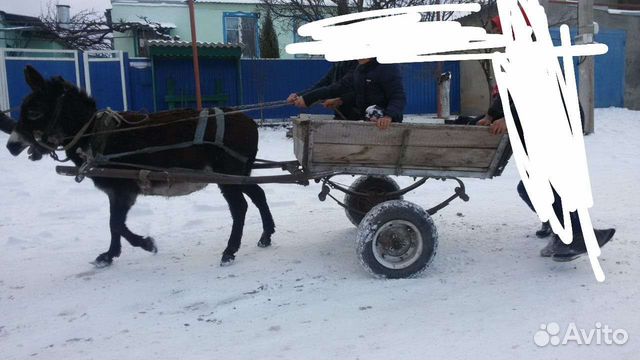 Ишачка с бричкой