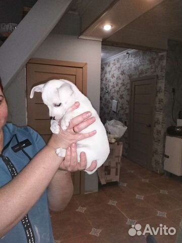 Милый и игривый тойчик