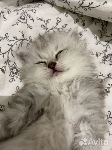Шотланский котенок