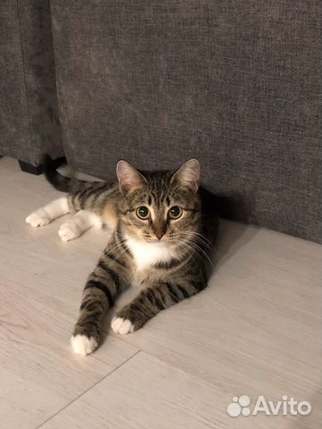 Кира для счастья в семье