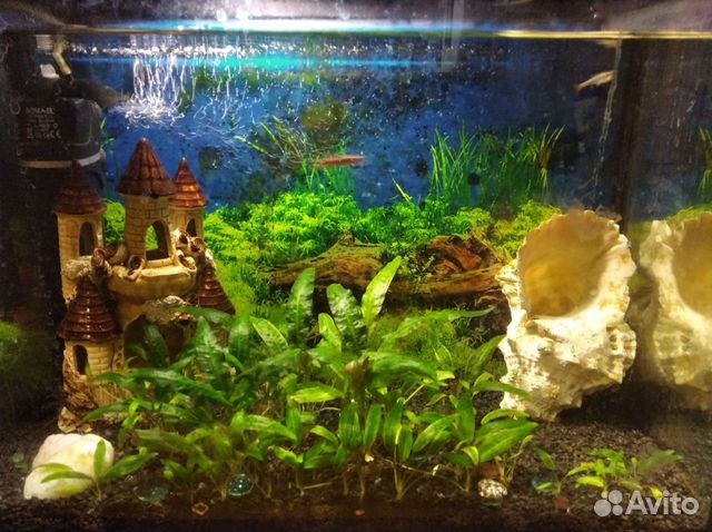 Аквариум с тритонами