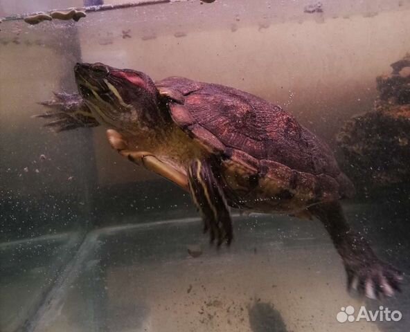 Красноухая черепаха большая (отдам)