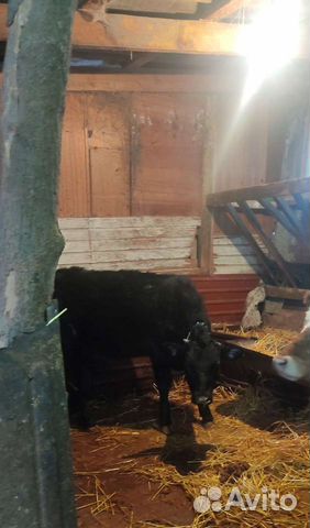 Продаются тёлки