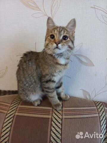 Кошка в добрые руки бесплатно