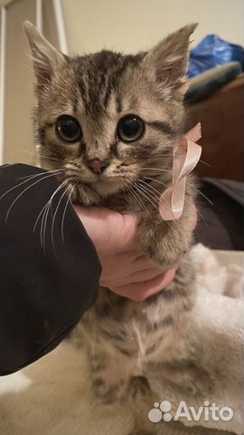 Котик в ответственные руки