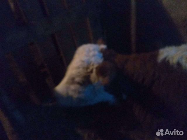 Бычок, теленок