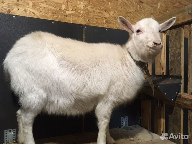 Годовалая зааненская коза, покрытая. Окот в апреле