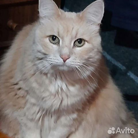 Кот в добрые руки