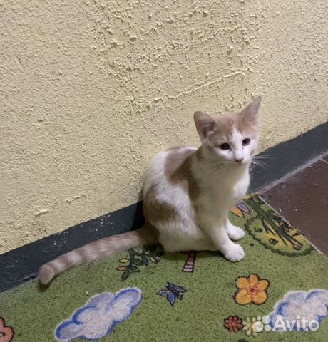 Кот мальчик, выкинули соседи